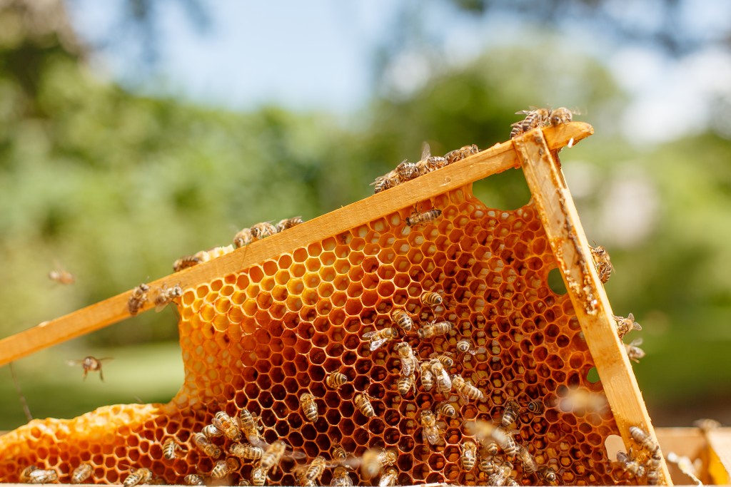 Life Won’t Be the Same without Bees - Design Business Engineering